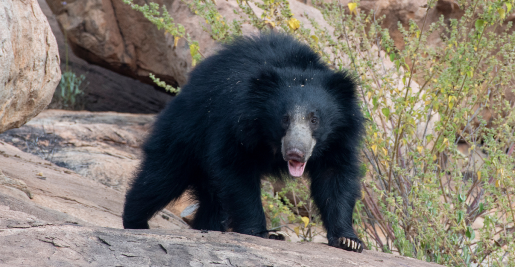 The 10 Fastest Bears in the World Ranked | animalplanethq.com