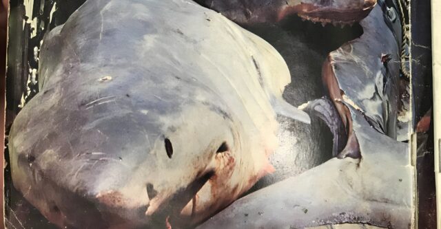 12 Largest Fish Ever Caught – Record-Setting Giants | animalplanethq.com