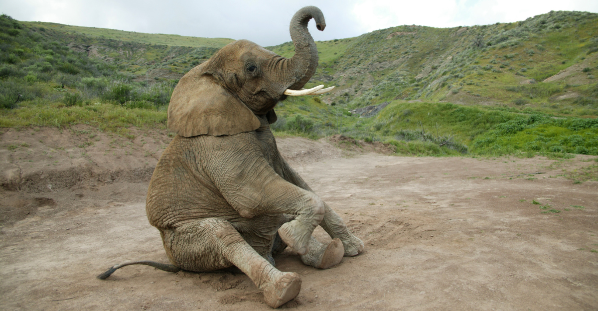 10 Deadliest Animals to Humans – The World’s Most Lethal Creatures ...