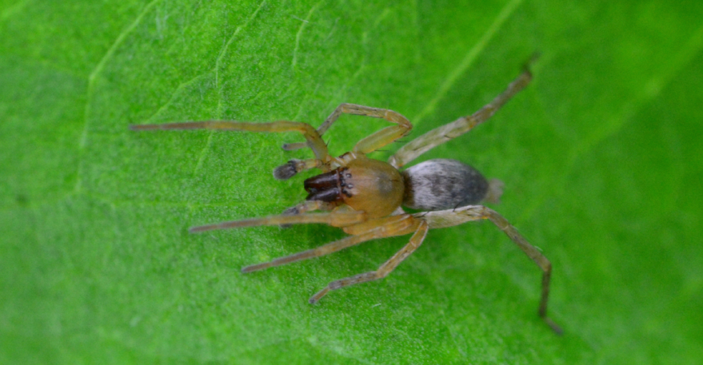The 12 Worst Spider Bites In The US, Ranked | animalplanethq.com
