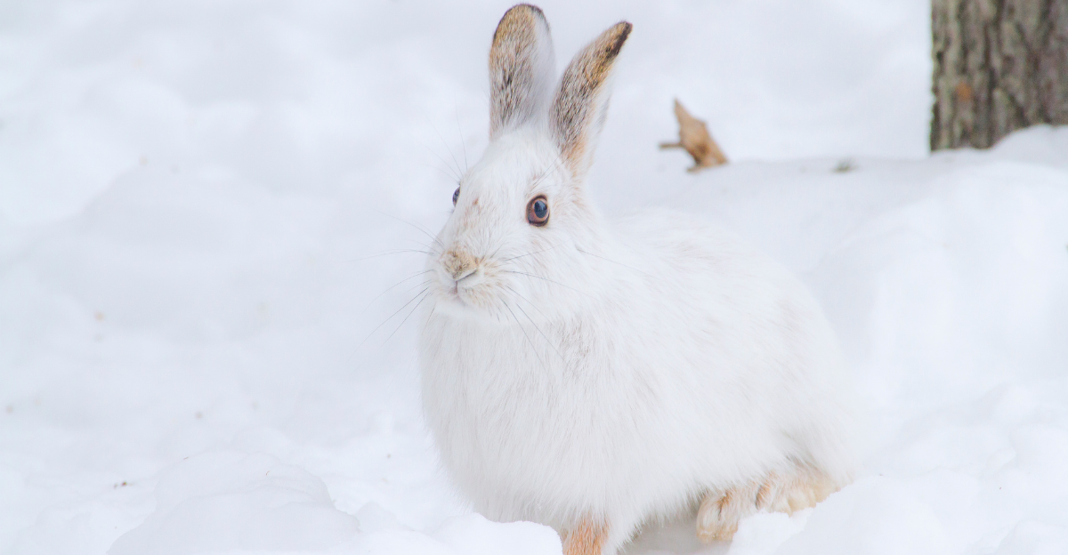 The List of Animals That Turn White in Winter to Survive ...