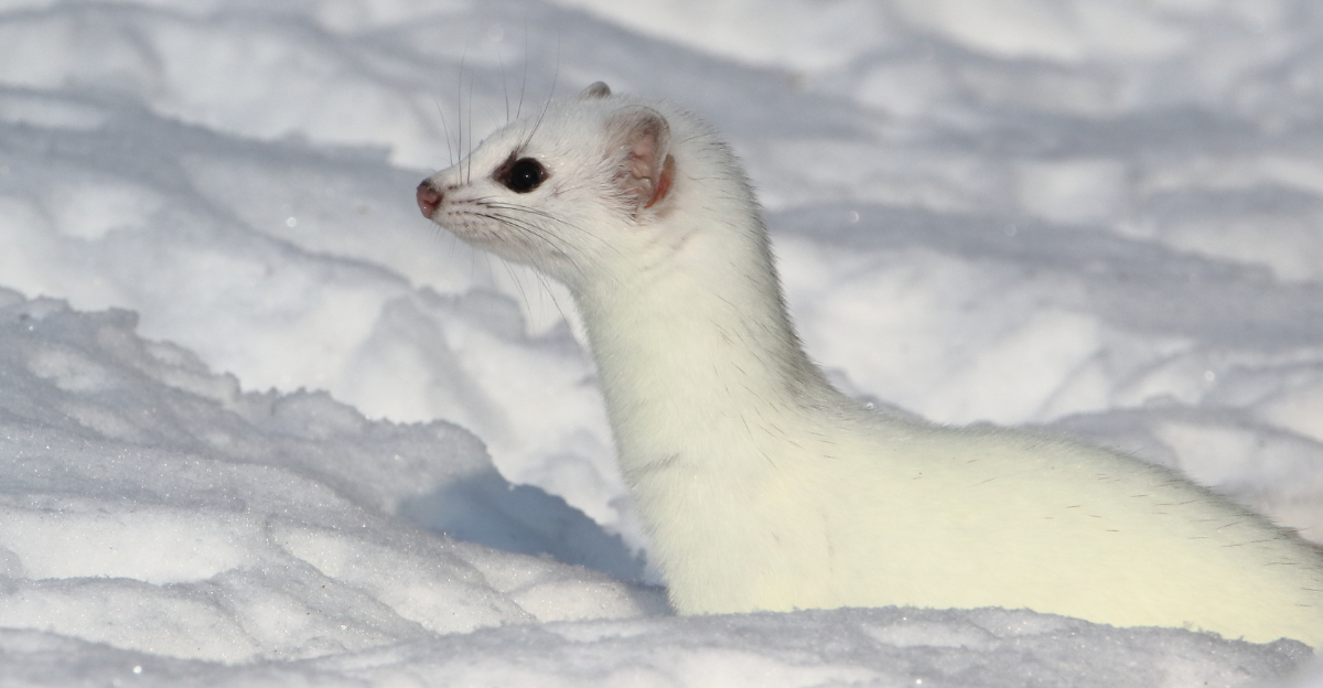 The List of Animals That Turn White in Winter to Survive ...