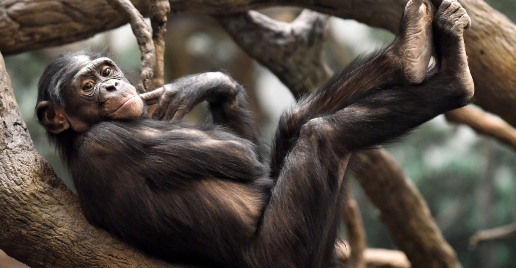 10 Animals That Share Surprising Similarities with Humans – Closest ...