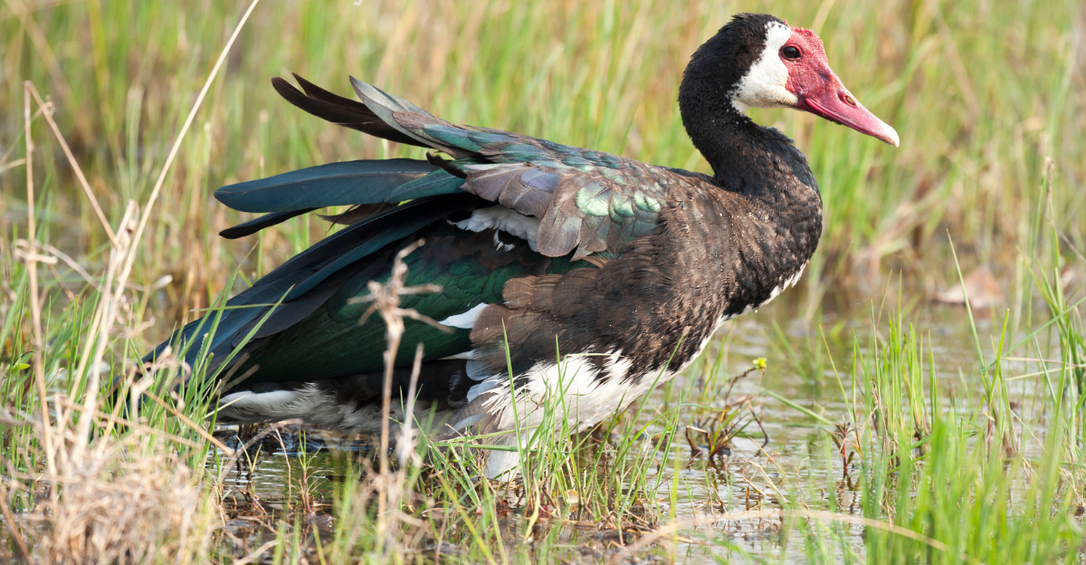 Most Poisonous Birds and Where to Find Them | animalplanethq.com