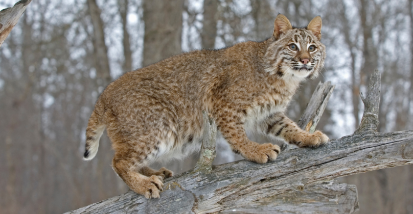 The 10 Most Dangerous Cats in the World, Ranked | animalplanethq.com