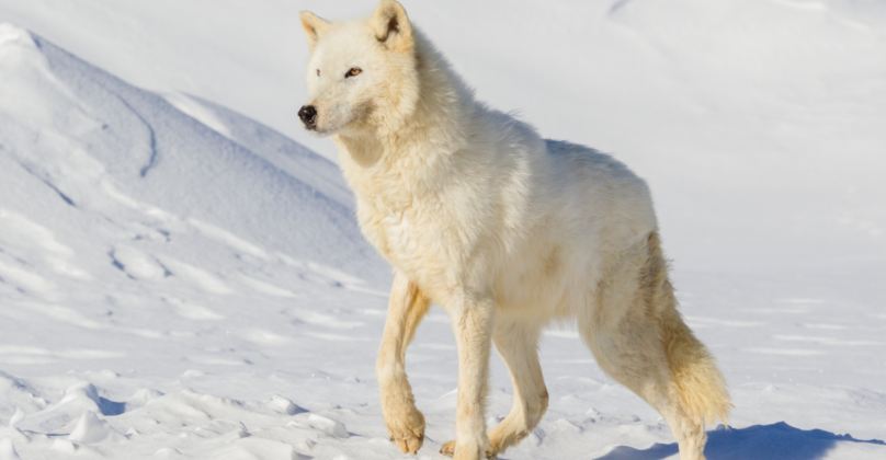 11 Fascinating Facts About Wolves You Probably Didn’t Know ...