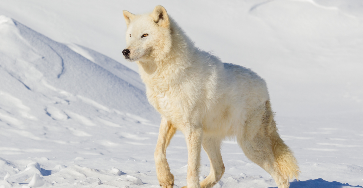 9 Amazing Wolf Adaptations for Survival | animalplanethq.com