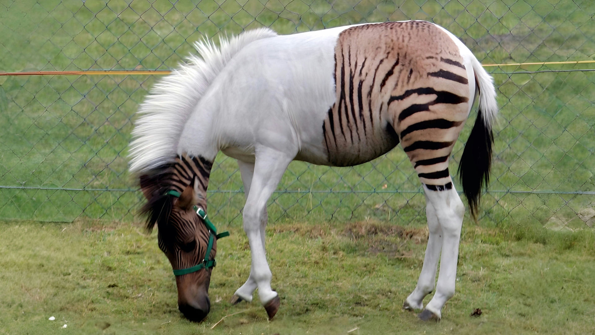 10 Creatures Created by Science – When Humans Go Too Far ...