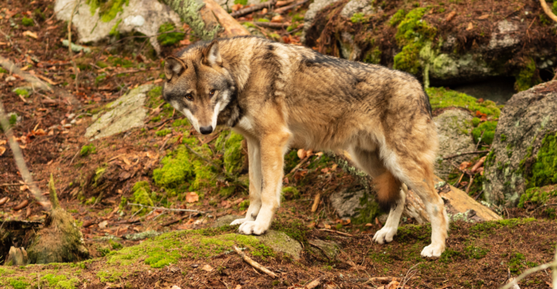 9 Amazing Wolf Adaptations for Survival | animalplanethq.com