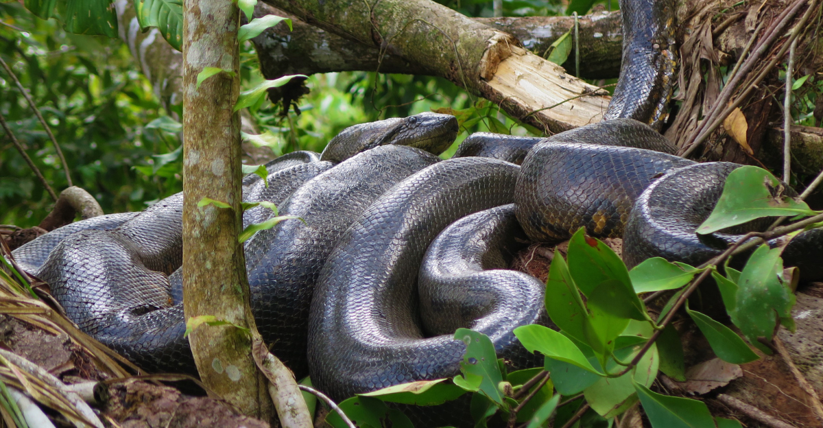 The Four Most Impressive Species of Anacondas | animalplanethq.com