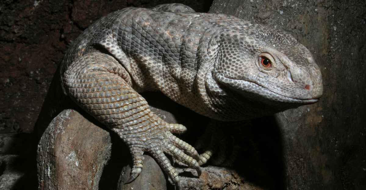 Top 13 Best Giant Pet Lizards You Can Own | animalplanethq.com