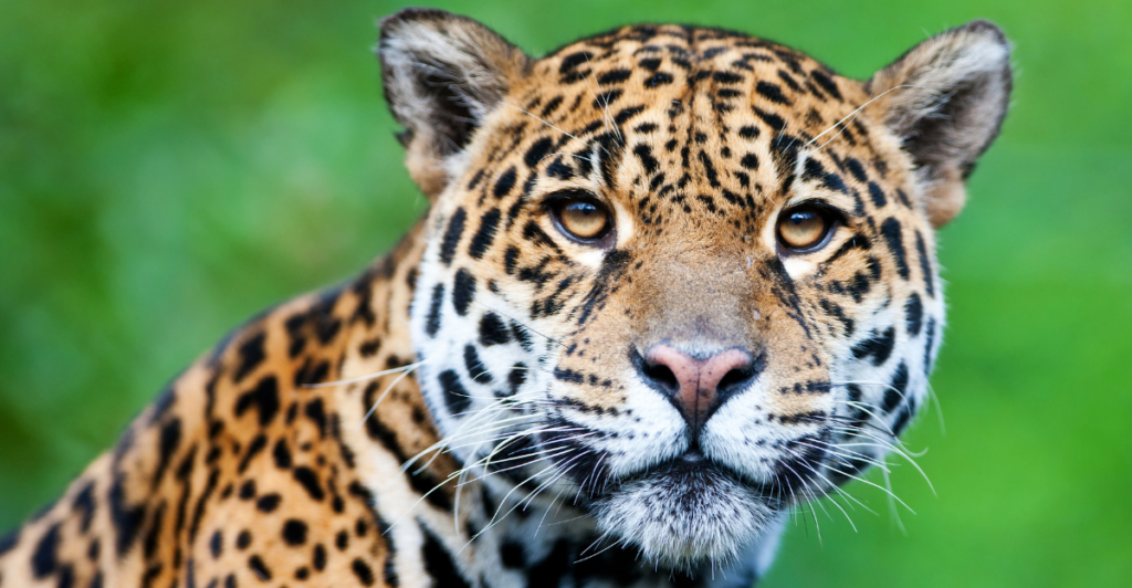 13 Reintroduced Animals Winning the Fight Against Invasive Species ...