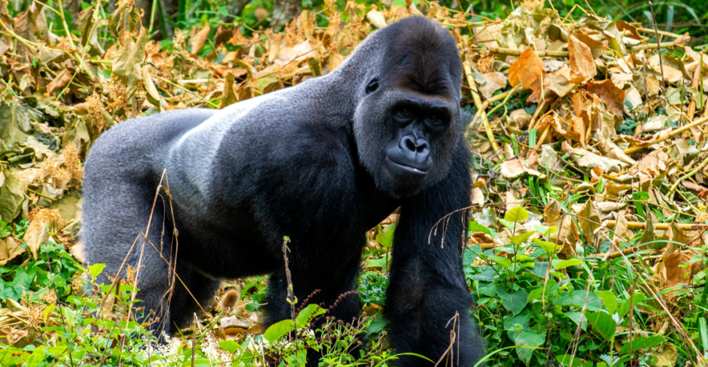 10 Animals That Share Surprising Similarities with Humans – Closest ...