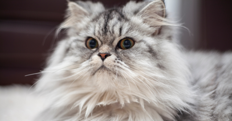 12 Most Aggressive Cat Breeds – Fierce Felines That Are Not for ...