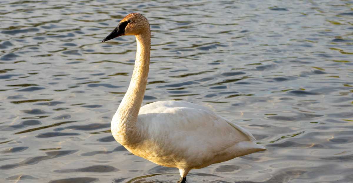 The 11 Heaviest Flying Birds in the World – Giants of the Sky ...