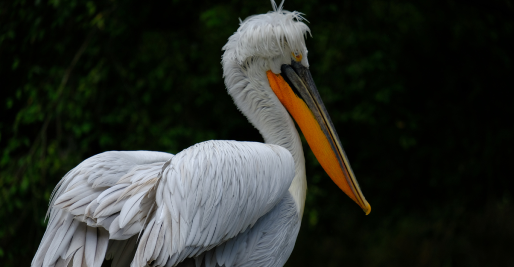 The 11 Heaviest Flying Birds in the World – Giants of the Sky ...