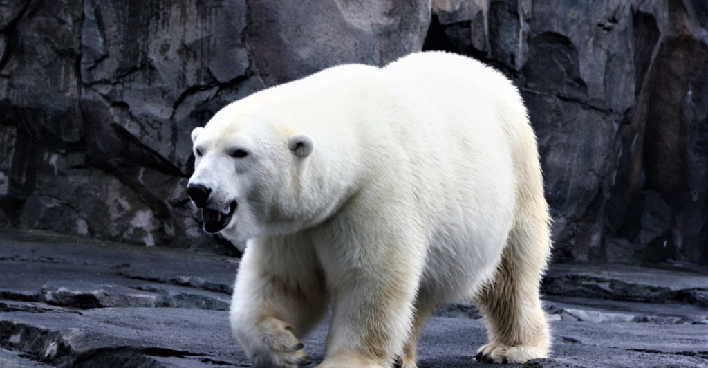 The 7 Hardest Animals to Hunt – The Most Challenging Targets ...