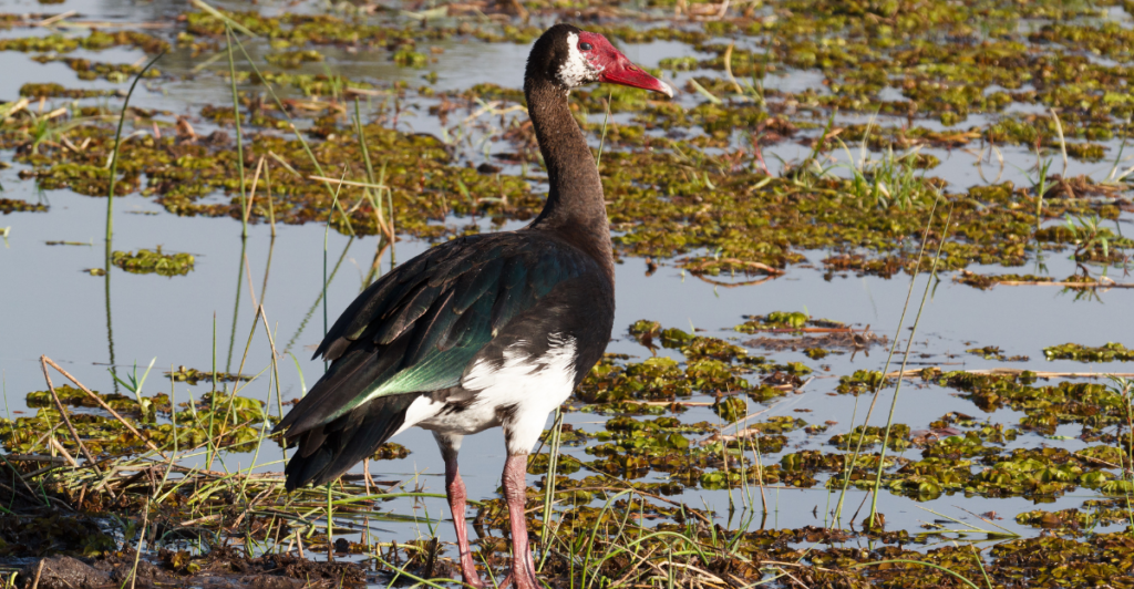 Most Poisonous Birds and Where to Find Them | animalplanethq.com