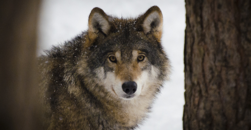 9 Amazing Wolf Adaptations for Survival | animalplanethq.com