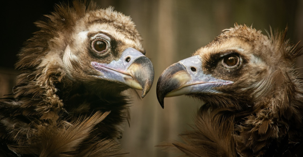 The 10 Largest Flying Birds in The World by Wingspan | animalplanethq.com