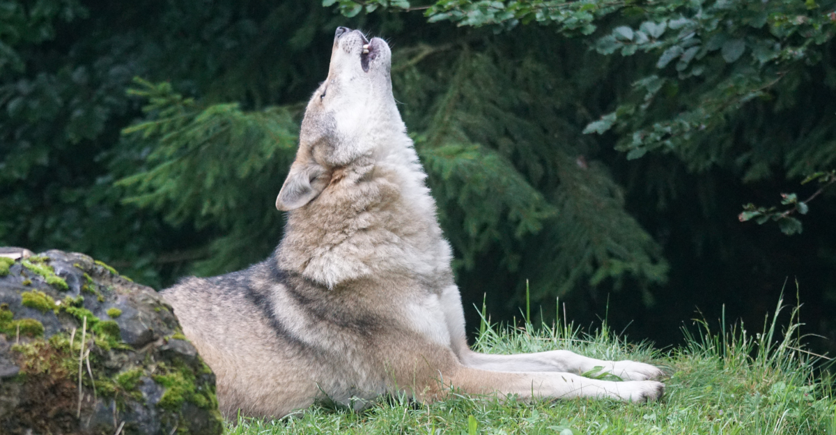 9 Amazing Wolf Adaptations for Survival | animalplanethq.com