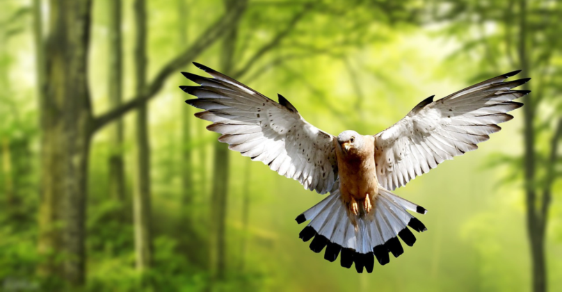 The 10 Largest Flying Birds in The World by Wingspan | animalplanethq.com