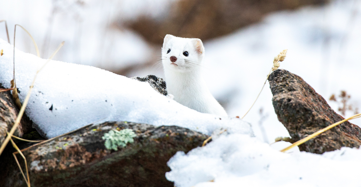 The List of Animals That Turn White in Winter to Survive ...