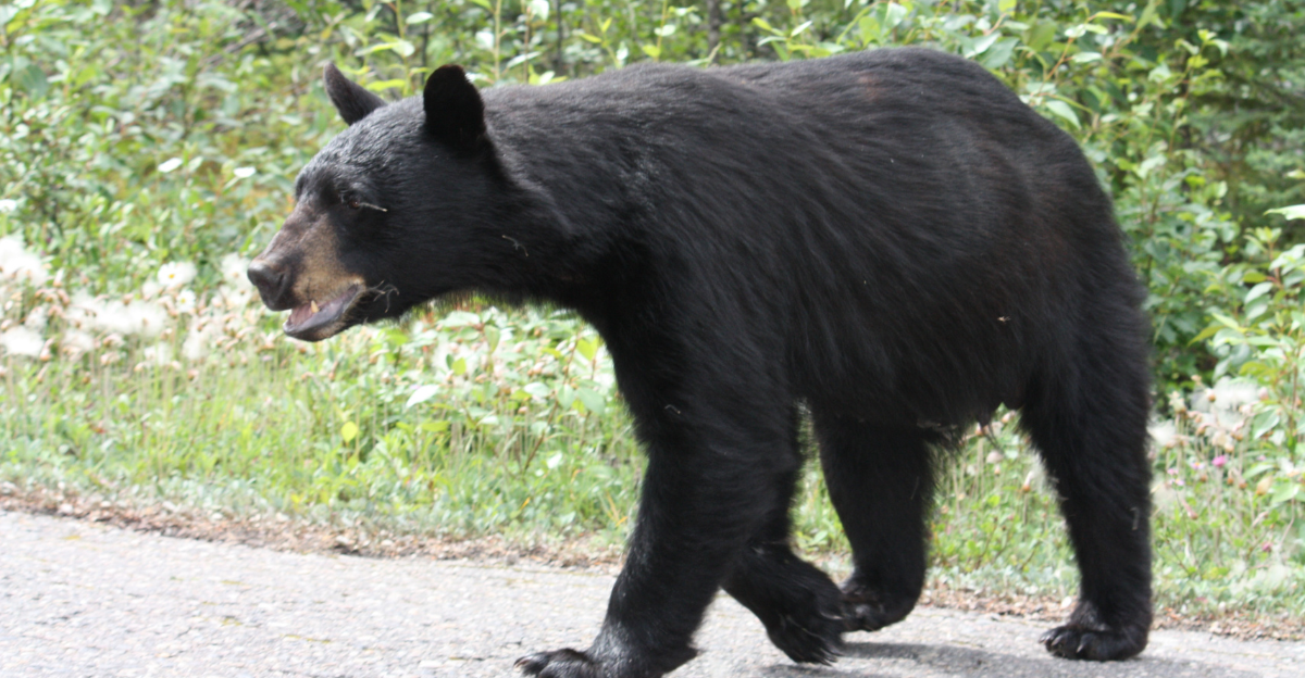 The 10 Fastest Bears in the World Ranked | animalplanethq.com