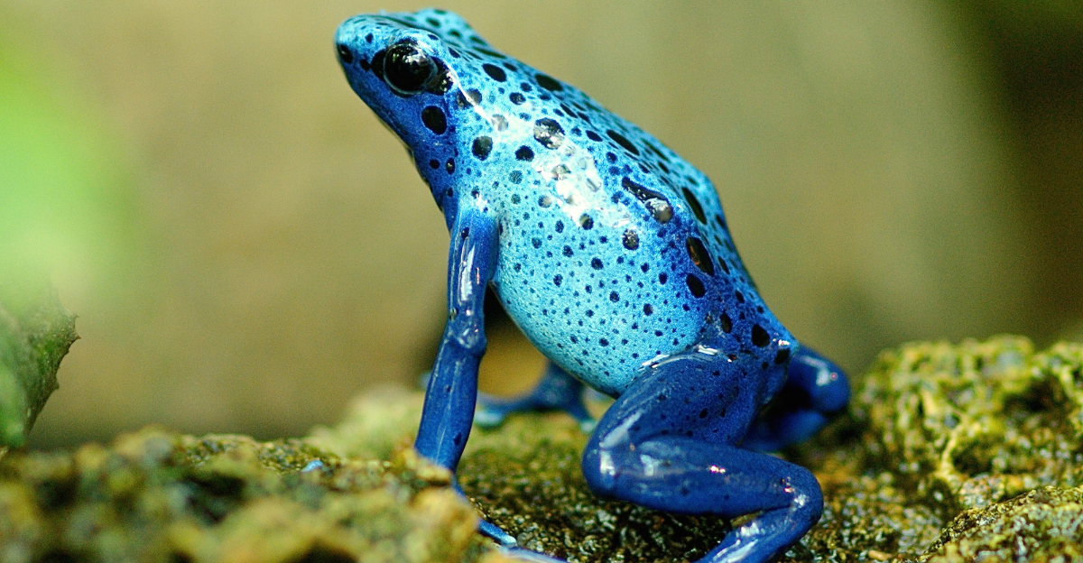 The 10 Most Poisonous Frogs in the World | animalplanethq.com