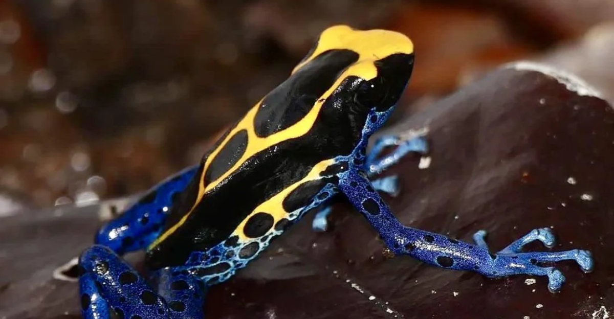The 10 Most Poisonous Frogs in the World | animalplanethq.com