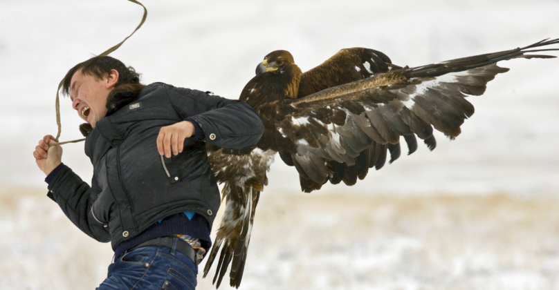10 Animals That Actively Hunt Humans | animalplanethq.com