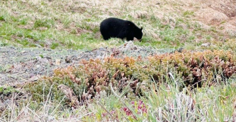 12 U.S. States With the Largest Black Bear Populations | animalplanethq.com