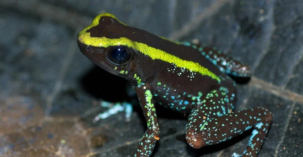 The 10 Most Poisonous Frogs in the World | animalplanethq.com