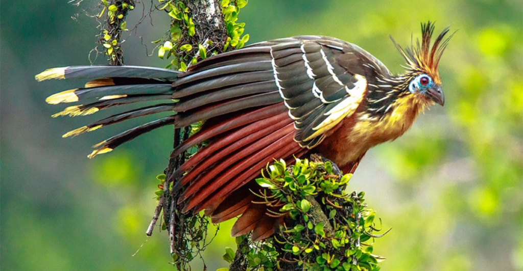 Top 10 Smelliest Animals in the World | animalplanethq.com