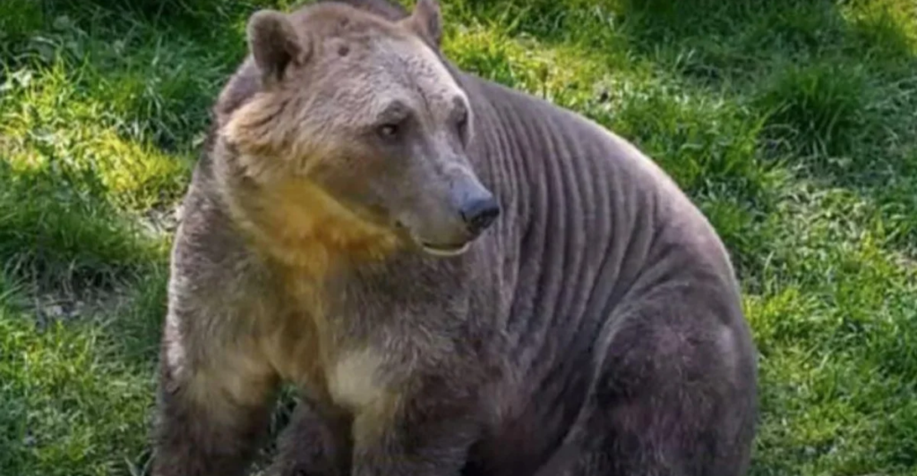 10 Facts About Grolars – The Impressive Polar-Grizzly Hybrid ...