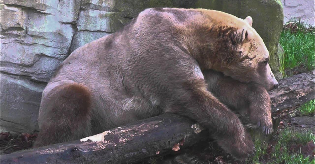 10 Facts About Grolars – The Impressive Polar-Grizzly Hybrid ...