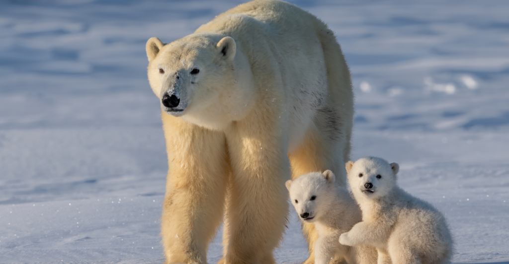 10 Facts About Grolars – The Impressive Polar-Grizzly Hybrid ...