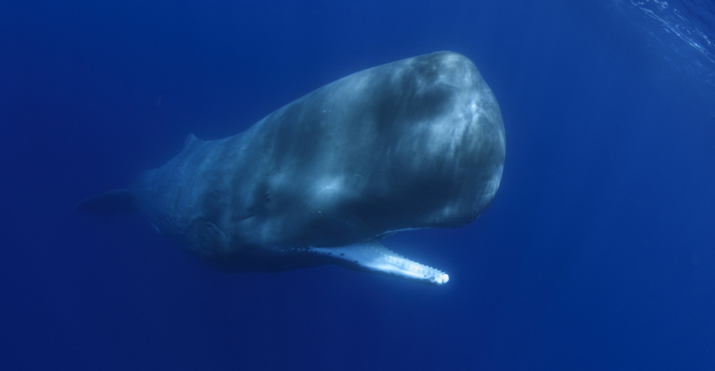 Top 12 Strongest Sea Animals on Earth and Where to Find Them ...