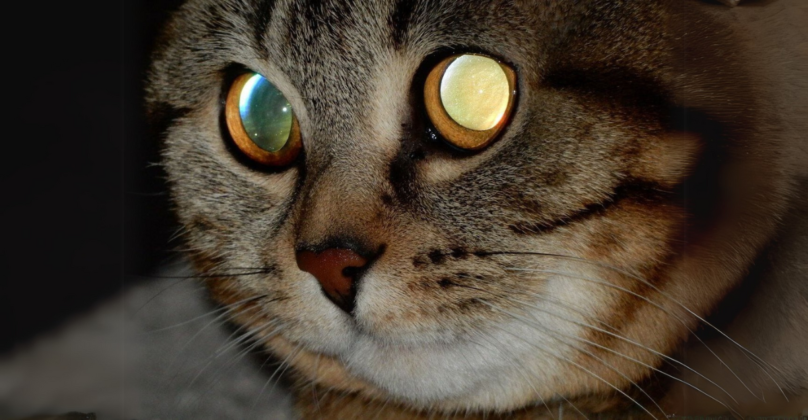 12 Fascinating Ways Animals See the World Differently Than Humans ...