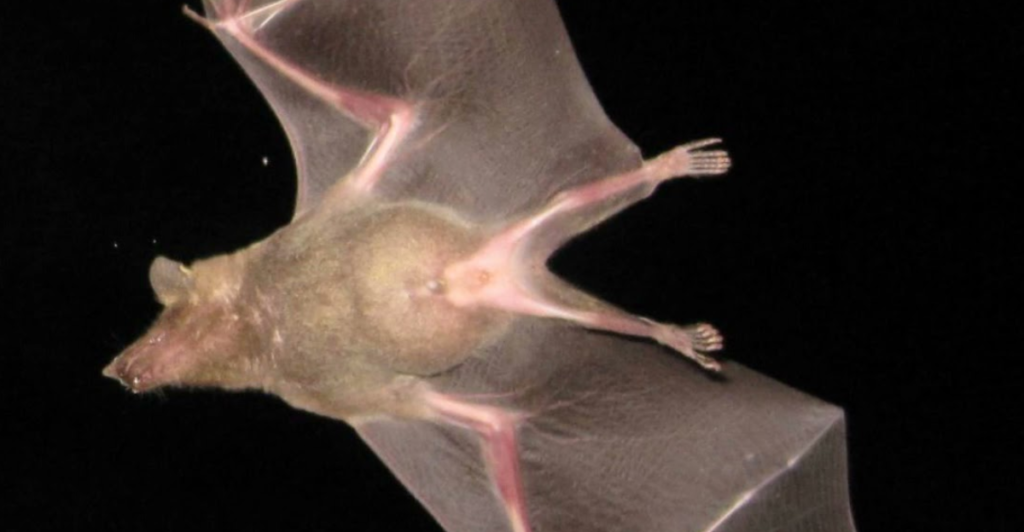 11 Iconic Flying Mammals and Where They Thrive | animalplanethq.com