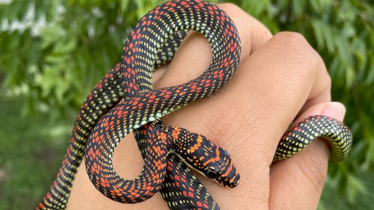 5 Species of Flying Snakes and Where to Find Them | animalplanethq.com