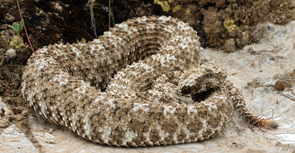 12 Crafty Ways Animals Hunt Their Prey – Nature’s Most Ingenious ...