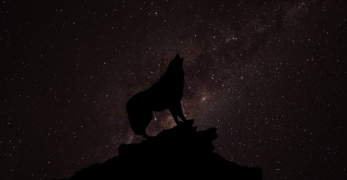 9 Amazing Wolf Adaptations for Survival | animalplanethq.com