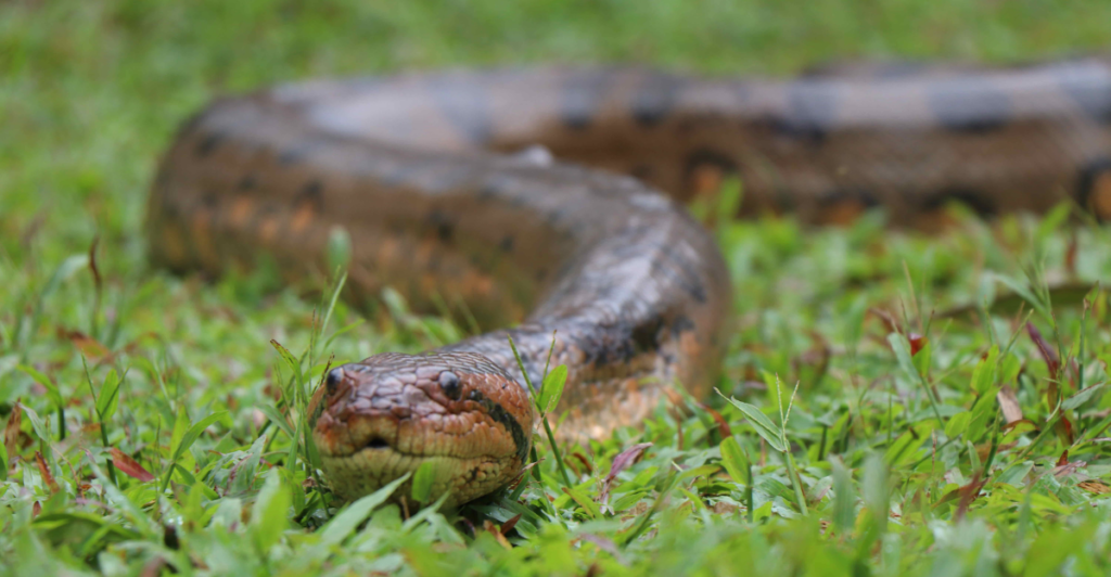 The Four Most Impressive Species of Anacondas | animalplanethq.com