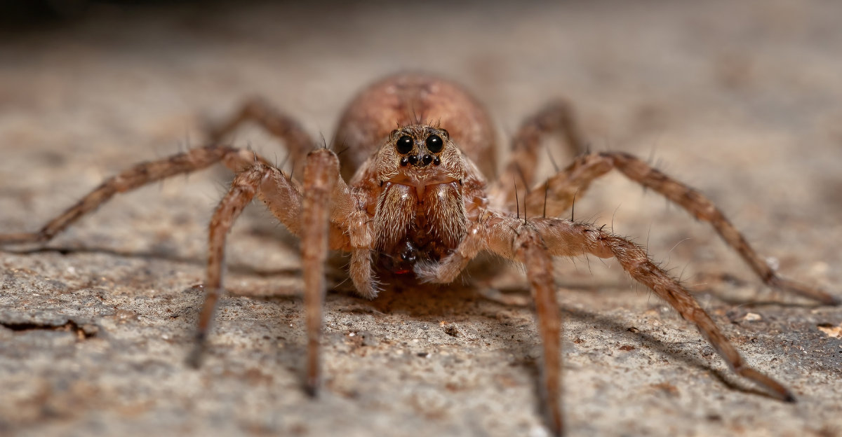The 12 Worst Spider Bites In The US, Ranked | animalplanethq.com
