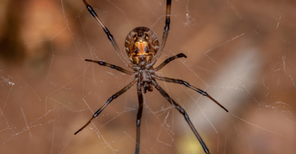 The 12 Worst Spider Bites In The US, Ranked | animalplanethq.com