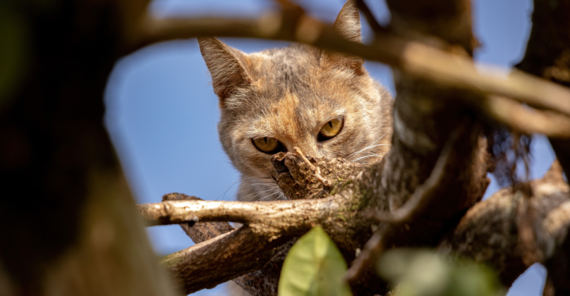 The 10 Most Dangerous Cats in the World, Ranked | animalplanethq.com