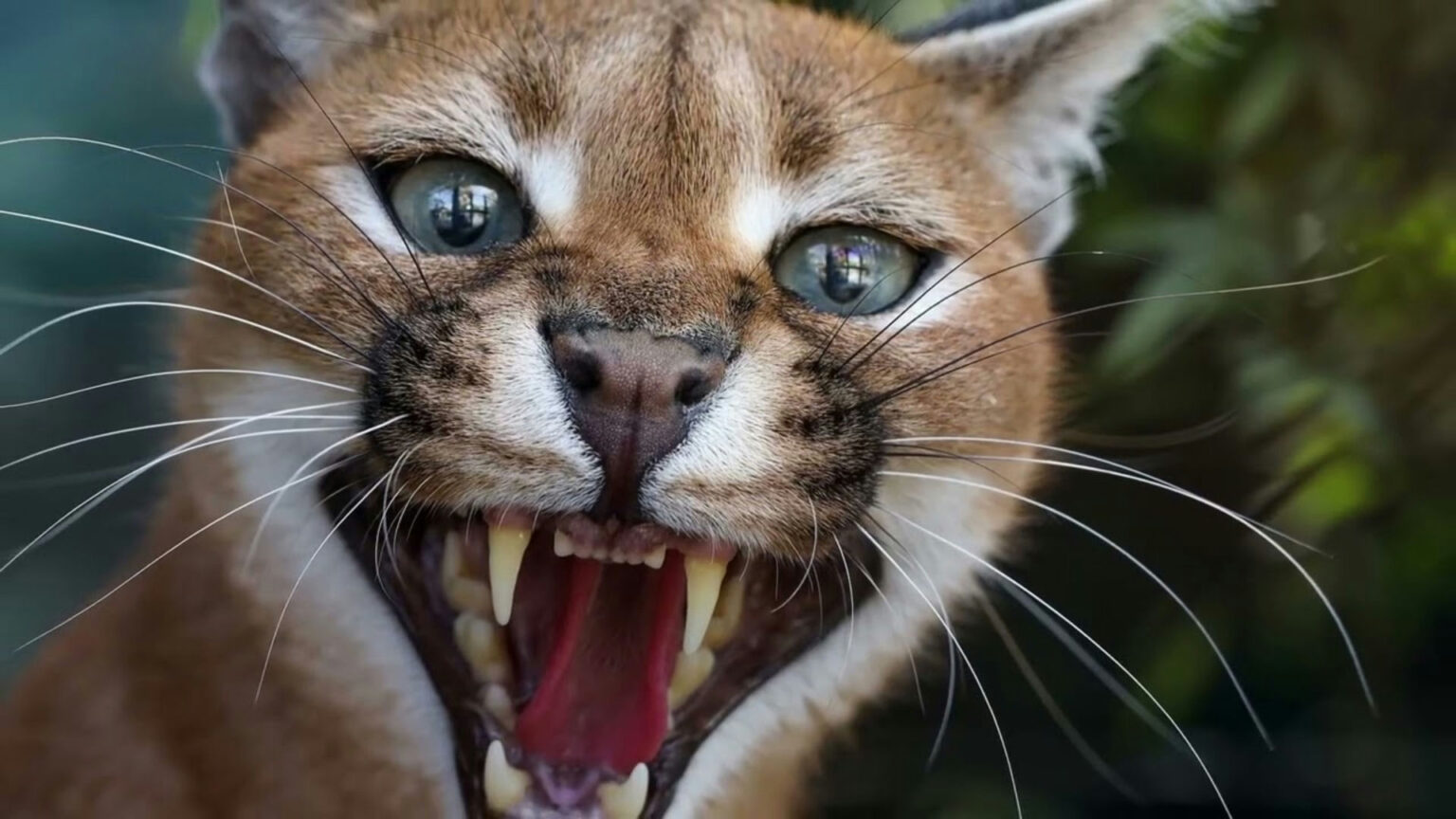 The 10 Most Dangerous Cats in the World, Ranked | animalplanethq.com