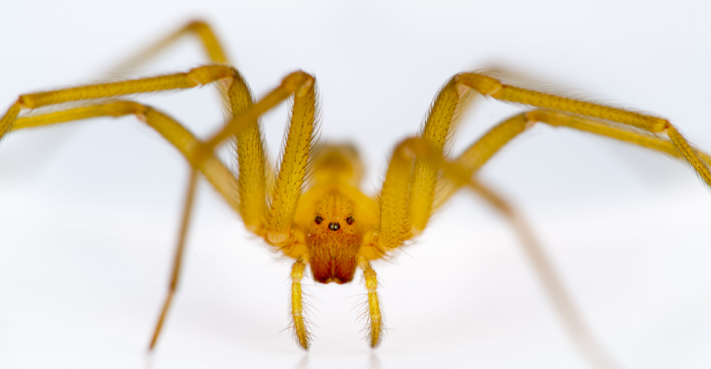 The 12 Worst Spider Bites In The US, Ranked | animalplanethq.com