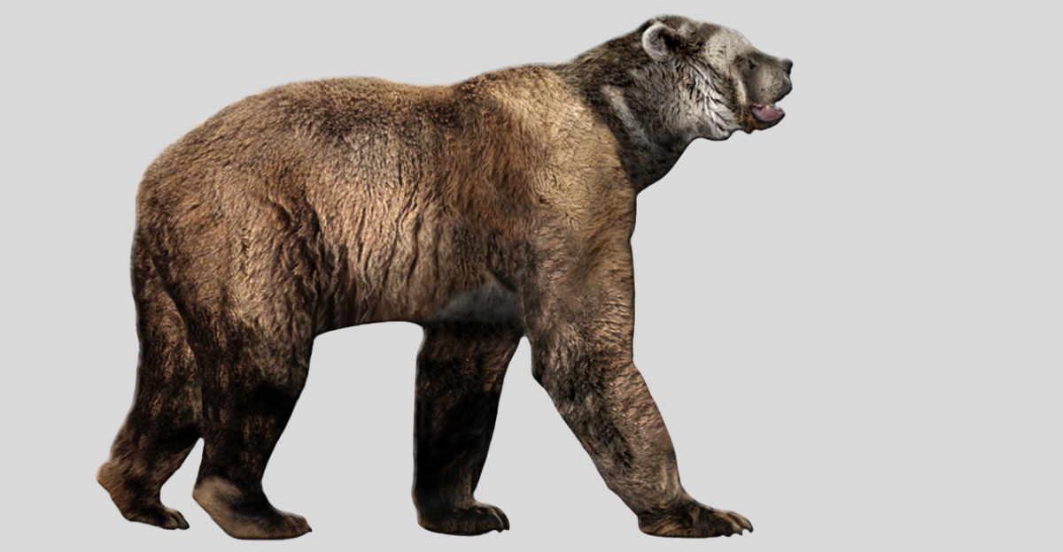 The 10 Fastest Bears in the World Ranked | animalplanethq.com